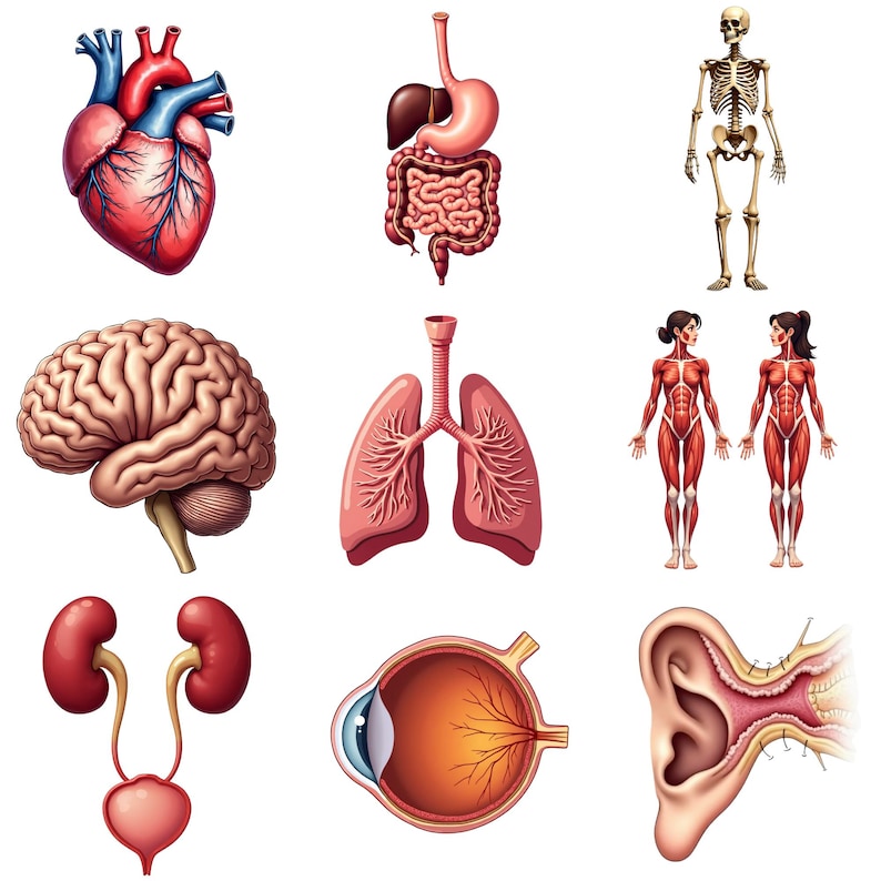 Human Anatomy Clipart Bundle, Watercolor Body Organs PNG, Medical ...