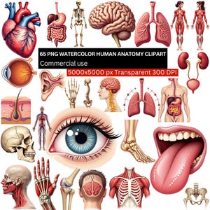 Human Anatomy Clipart Bundle, Watercolor Body Organs PNG, Medical ...