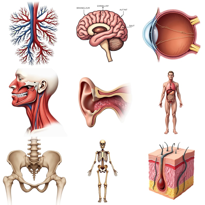 Human Anatomy Clipart Bundle, Watercolor Body Organs PNG, Medical ...