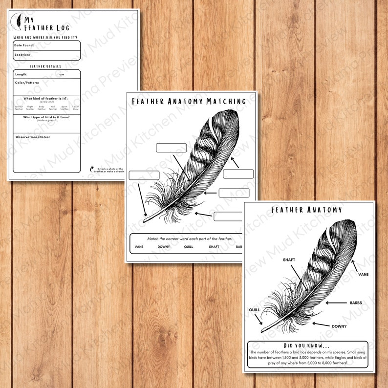 Backyard Bird Journal and Independent Unit Study Set for Homeschool ...