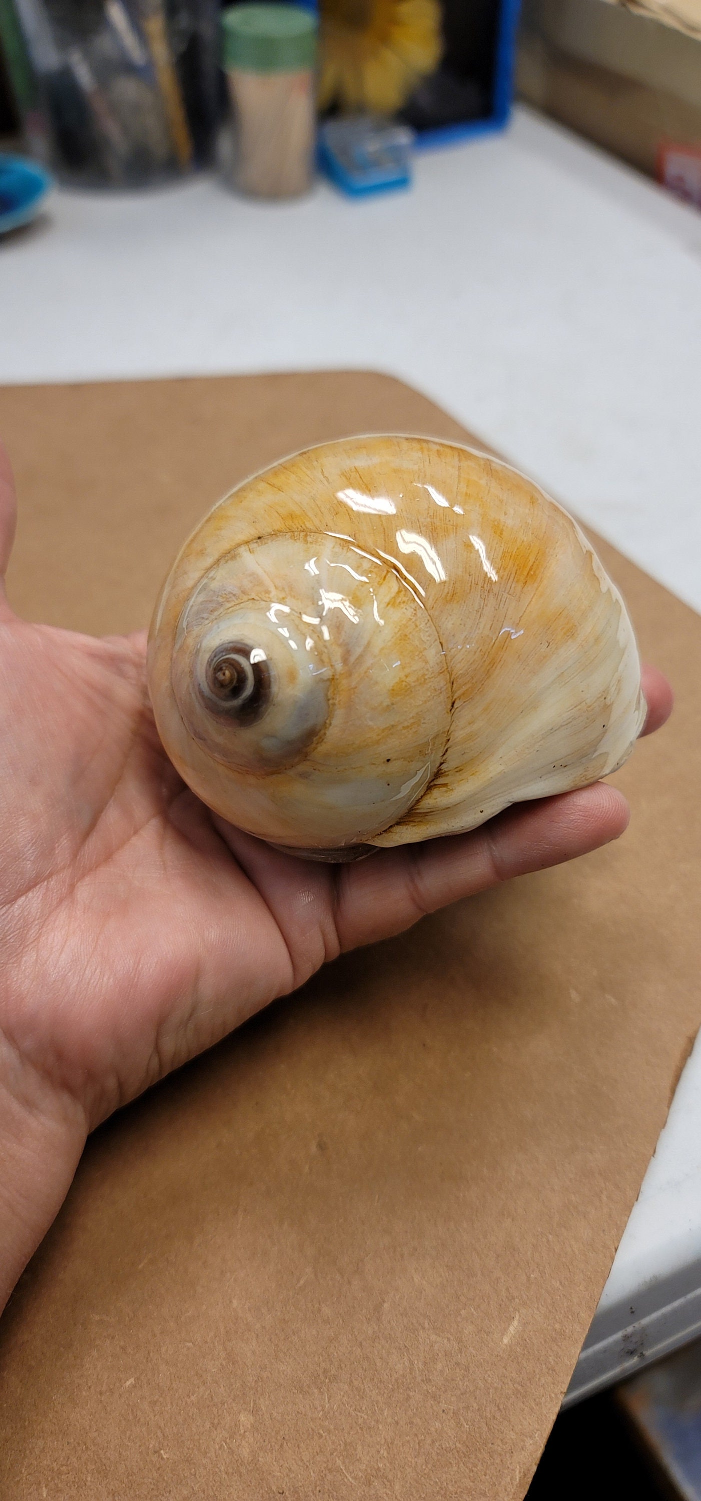 Big Shells With Resin! - Etsy