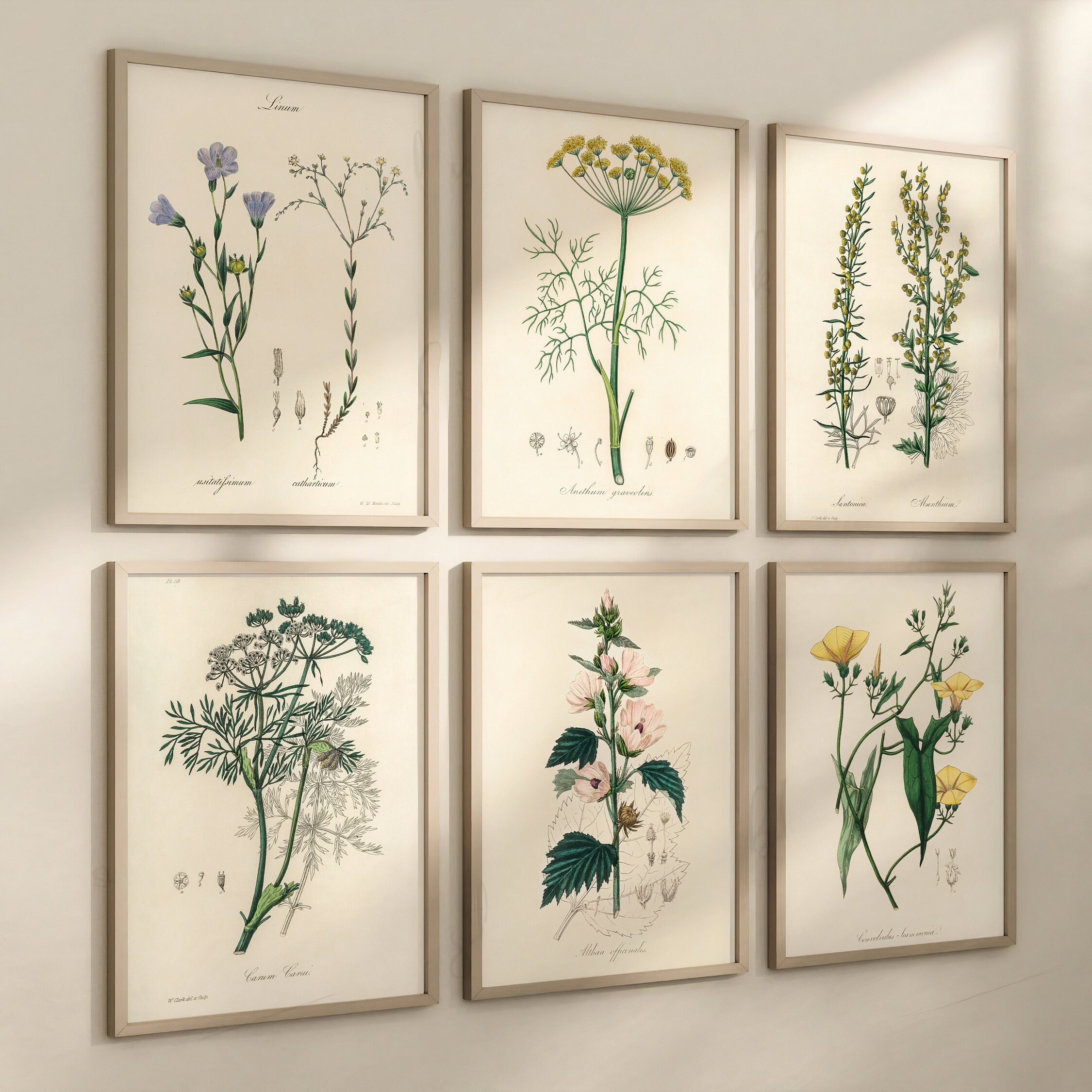 SET of 6 British Plants Prints, Vintage 1890s Prints, British Fern ...