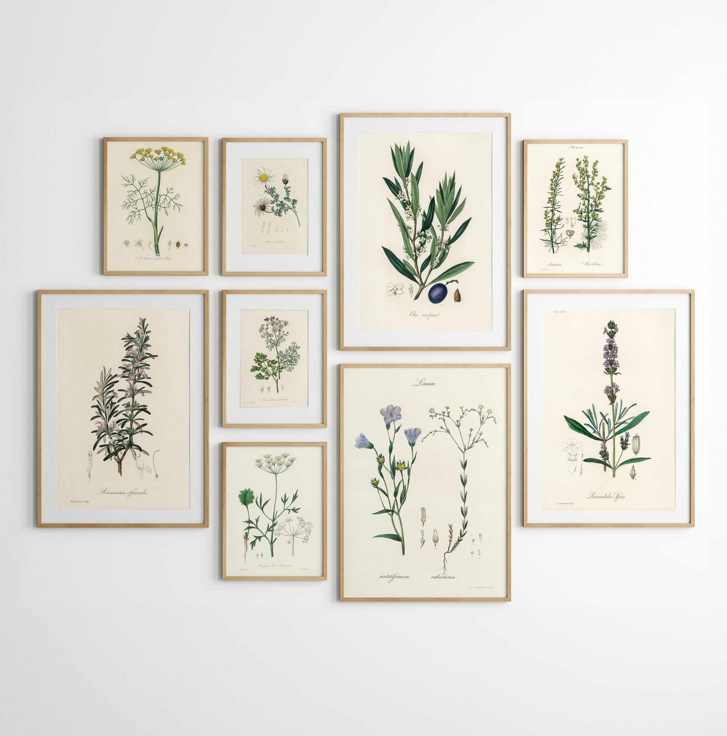 Printable Set of 12 British Plants Prints, Vintage 19st Prints ...