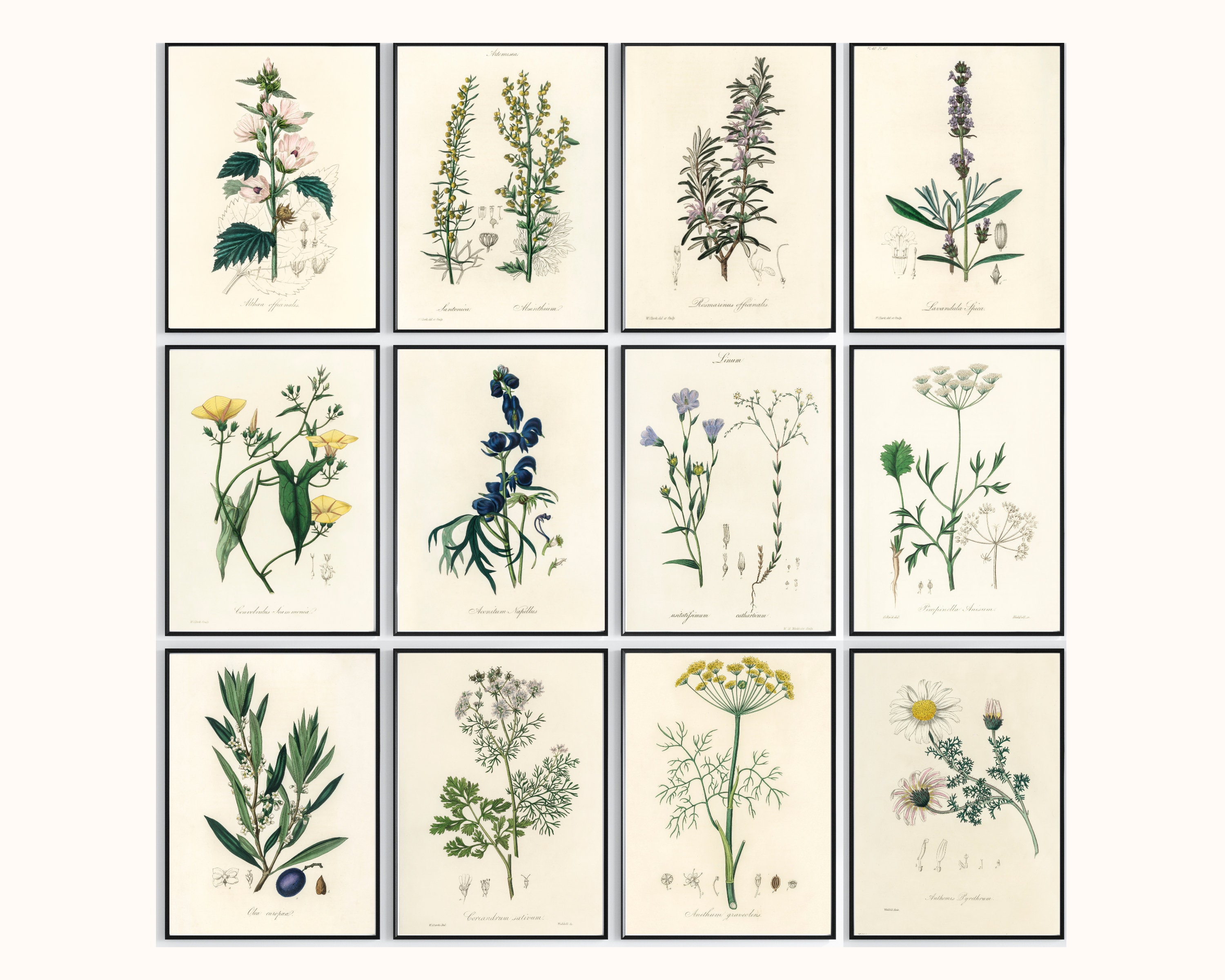 Printable Set of 12 British Plants Prints, Vintage 19st Prints ...