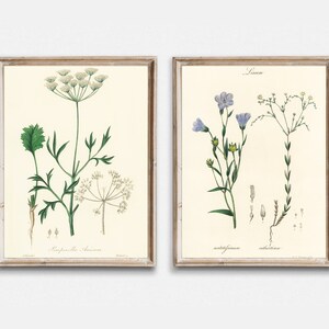Printable Set of 6 British Plants Prints, Vintage 19st Prints ...