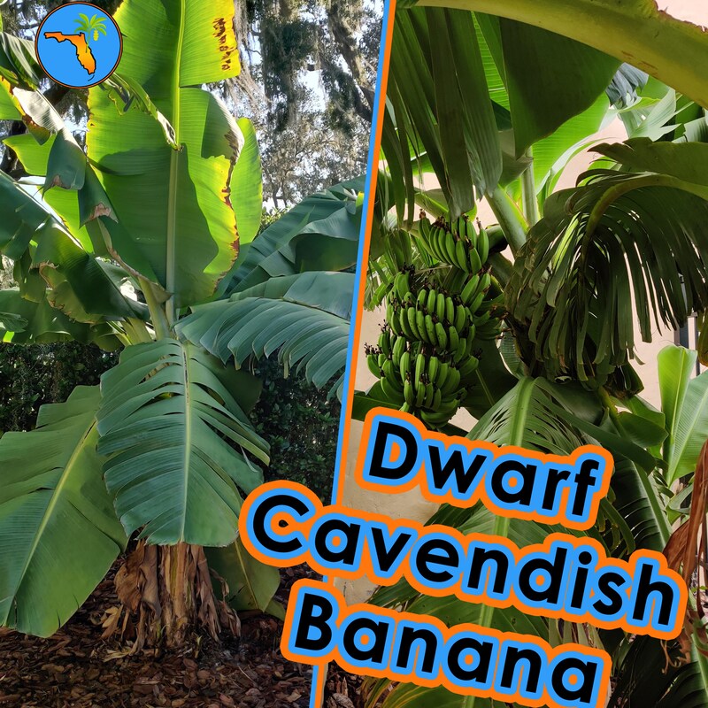 Dwarf Banana - Etsy