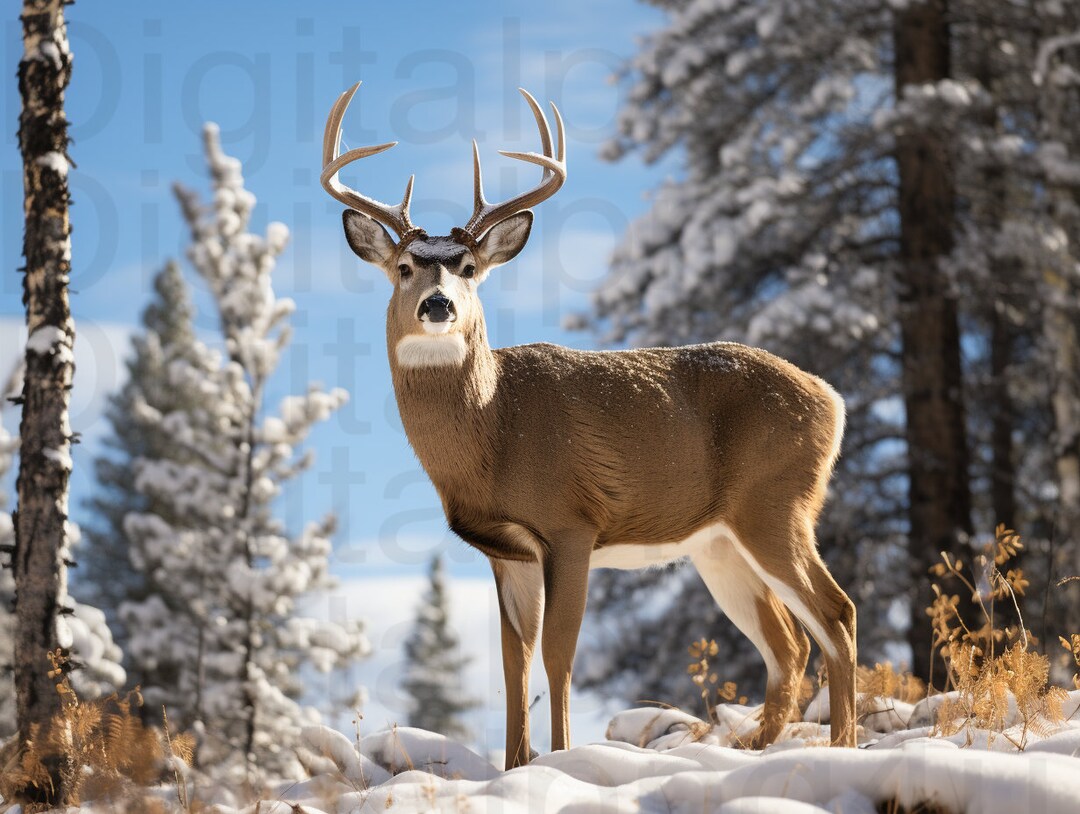 Deer Buck Winter Scene Png Sublimation Digital Design Download Wreath ...