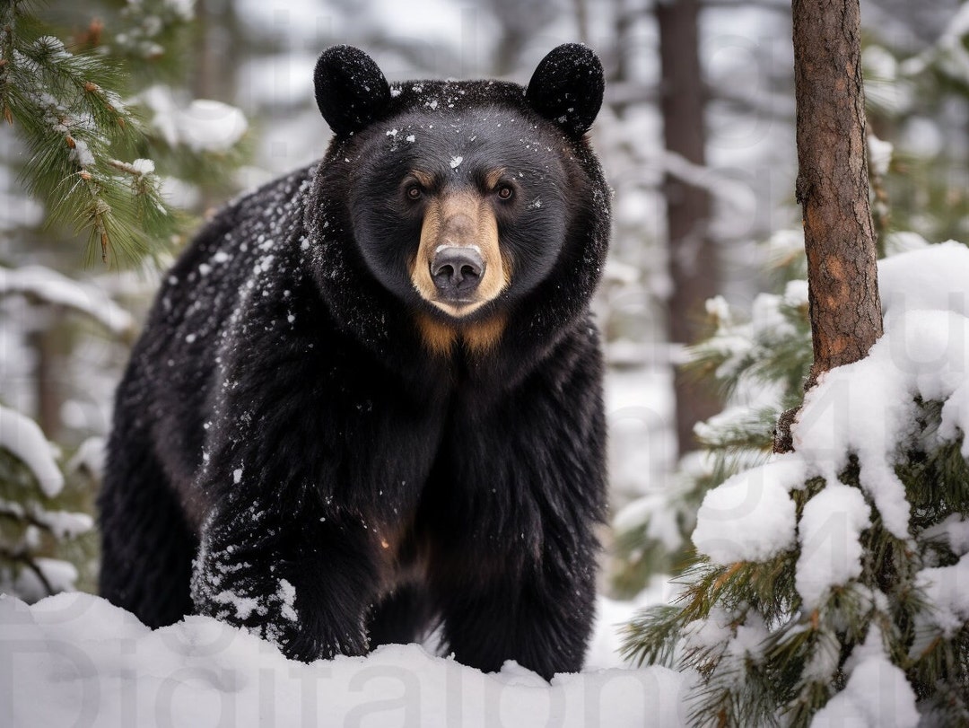 Bear Winter Scene Png Sublimation Digital Design Download Wreath Sign ...