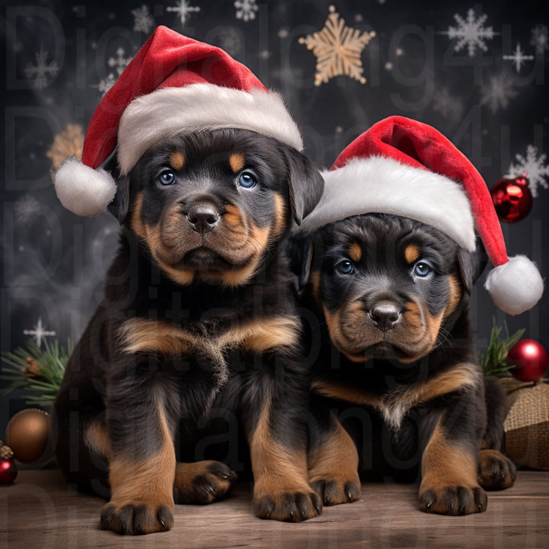 Rottweiler Puppies Christmas Png Sublimation Digital Design Download ...