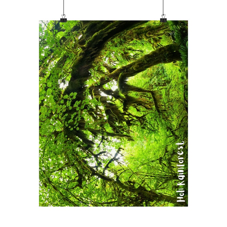 Hoh Rainforest Poster - Etsy