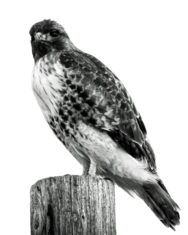 Black and White Red-tailed Hawk Photo Wildlife Photography Print, Idaho ...