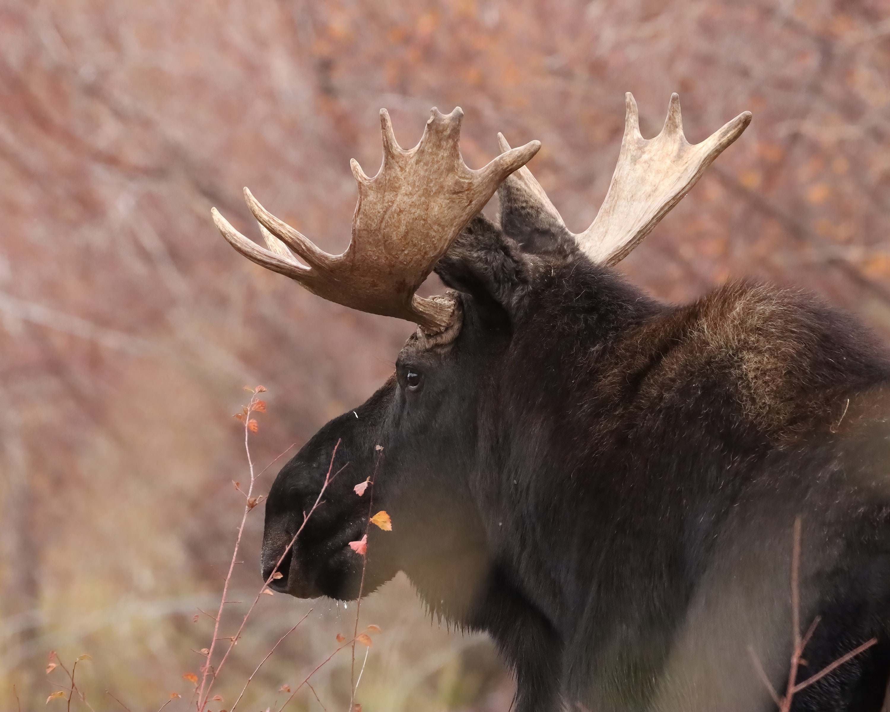 Moose Portrait, Animal Print, Horizontal Photo, Northwest Photography ...