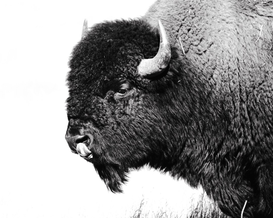 Bison Nose Lick Black and White Wildlife Photography Print, Yellowstone ...