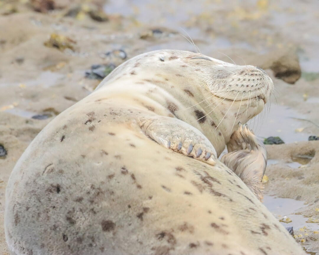 Seal Scratching Wildlife Print, California Souvenir, Cute House Decor ...