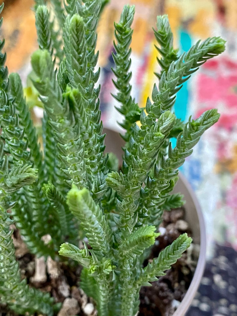 Watch Chain Crassula - Crassula Muscosa Unrooted Cutting - Unusual ...