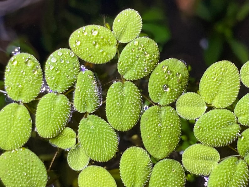 Water Spangles Salvinia Minima Floating Aquarium Plants - Etsy