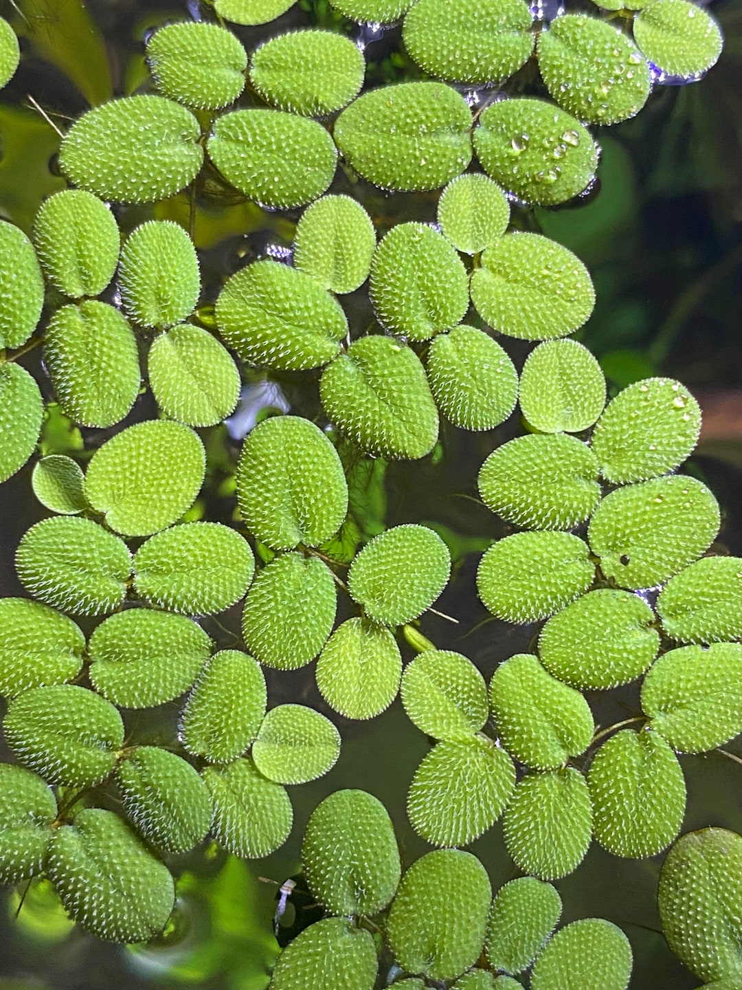 Water Spangles - Salvinia Minima - Floating Aquarium Plants for ...