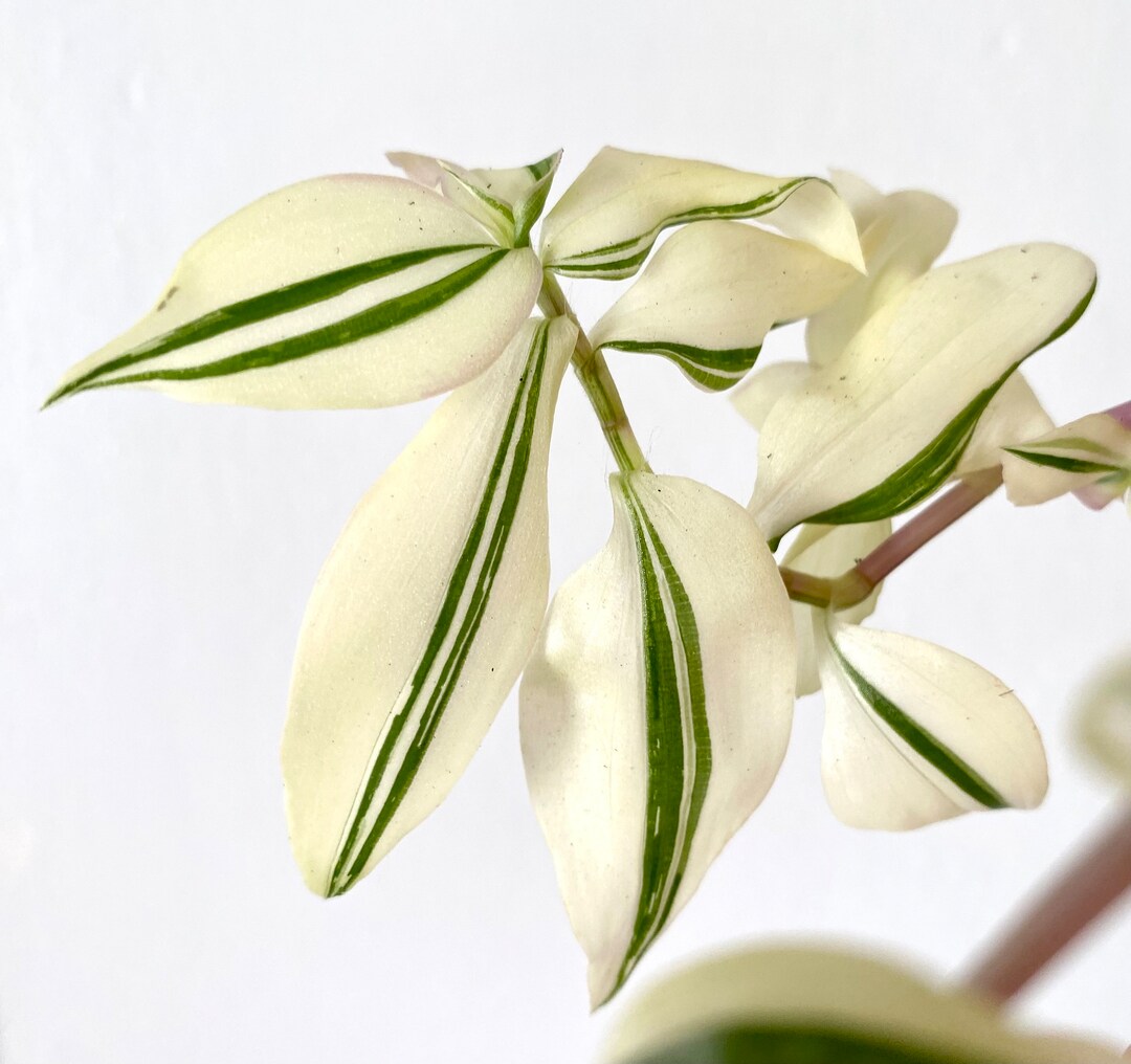 White Zebra Tradescantia Unrooted Cutting Green and White Striped ...