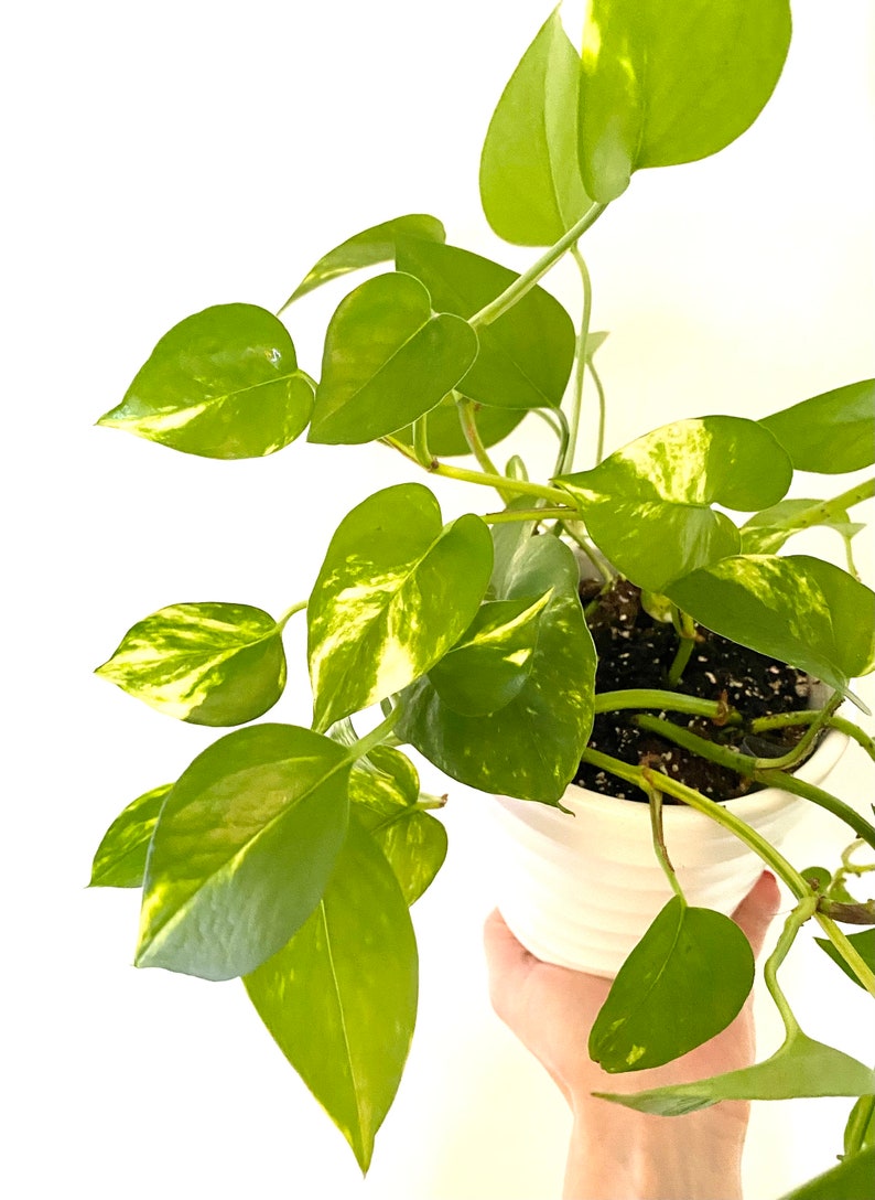 Marble Queen Pothos - Epipremnum Aureum Cutting - Variegated Green and ...