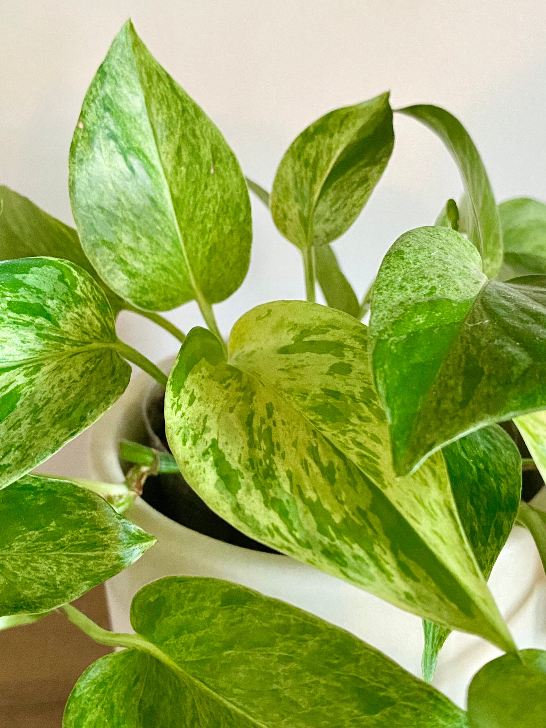 Pothos Queen Bundle - Royal Pair - Snow Queen and Marble Queen Unrooted ...