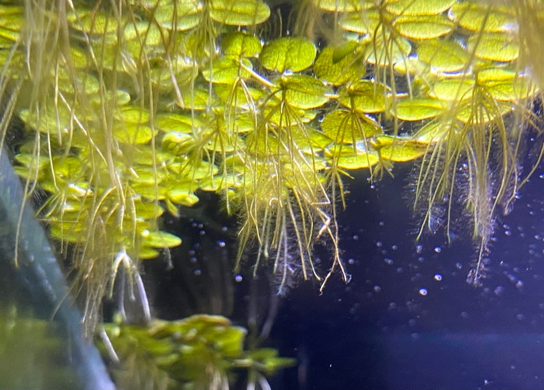 Water Spangles - Salvinia Minima - Floating Aquarium Plants for ...