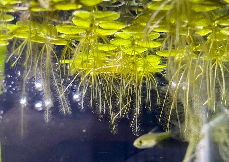 Water Spangles - Salvinia Minima - Floating Aquarium Plants for ...