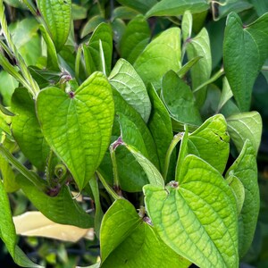 Purple Yam Tuber Sprouts 紫山药块茎苗 One Tuber Seedling-shipping With ...