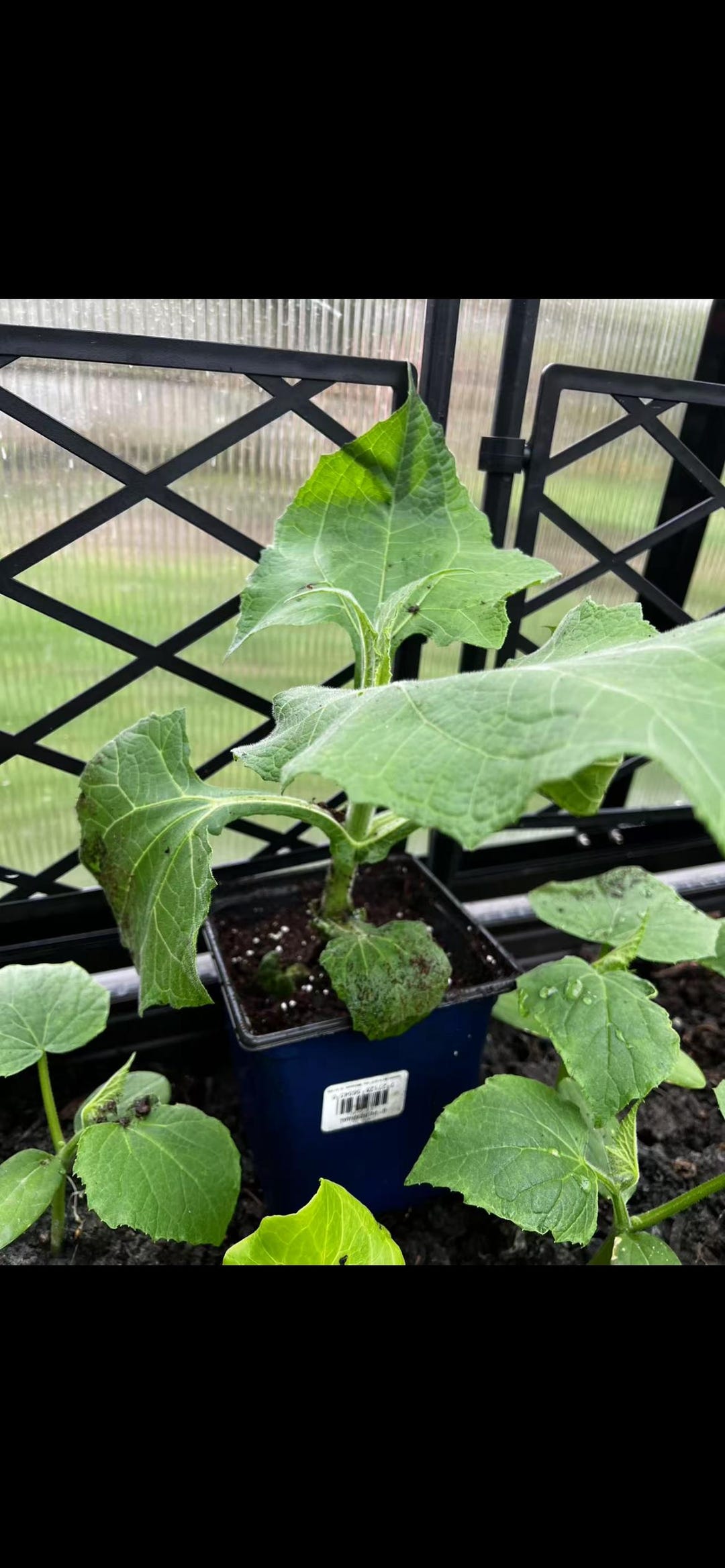 Yacon Snow Lotus Root Seedling｜有机雪莲果苗 – Organic, Ready for ...