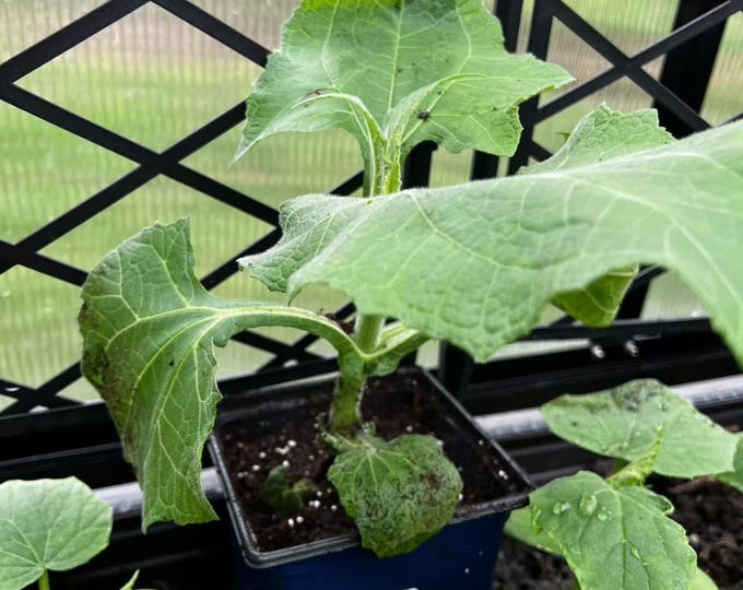 Yacon Snow Lotus Root Seedling｜有机雪莲果苗 – Organic, Ready for ...