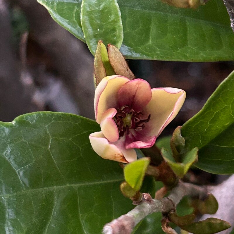 Magnolia Figo - Etsy