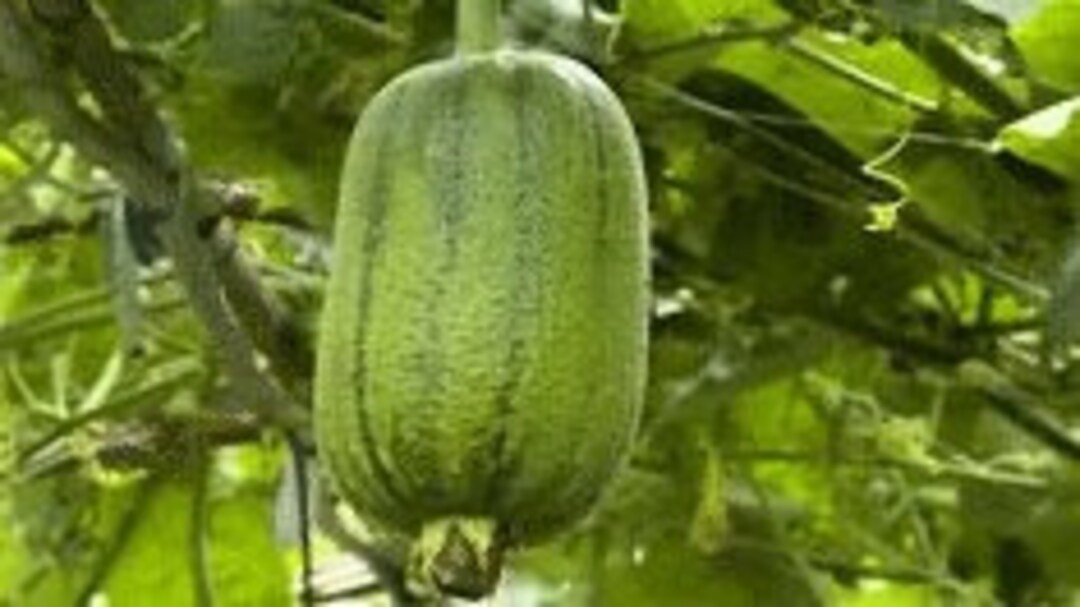 Apple Loofah Seeds-苹果丝瓜- Thick, Fragrant, Tender, and Smooth - 7 Seeds ...