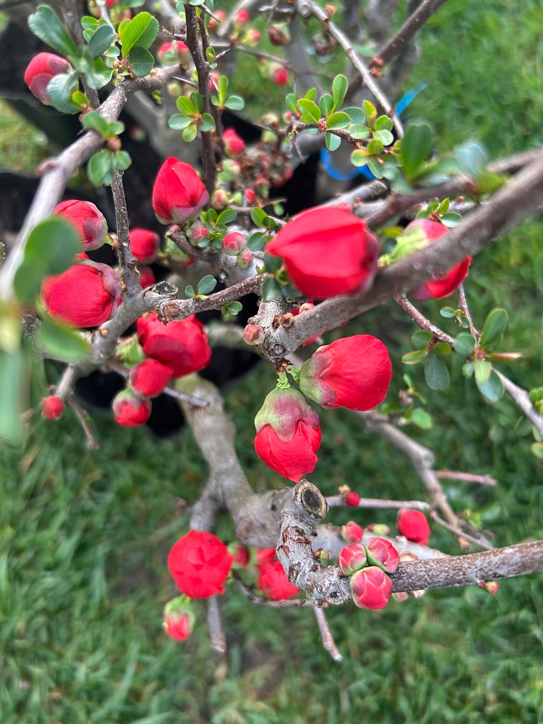 Longevity Crown Flowering Quince 长寿冠海棠 2.5-3 Inch Thick Stem, 2ft 5in ...