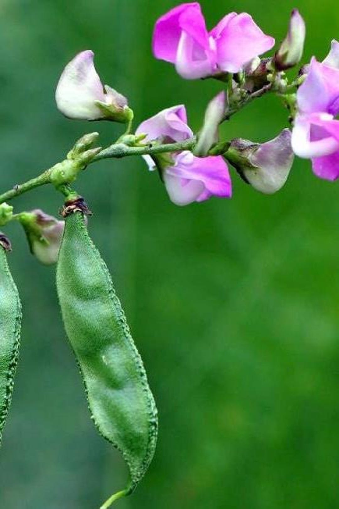 Certified Organic Green Hyacinth Bean Seeds / 青扁豆种子; High-yield ...