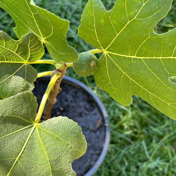 Chicago Fig Tree - Etsy