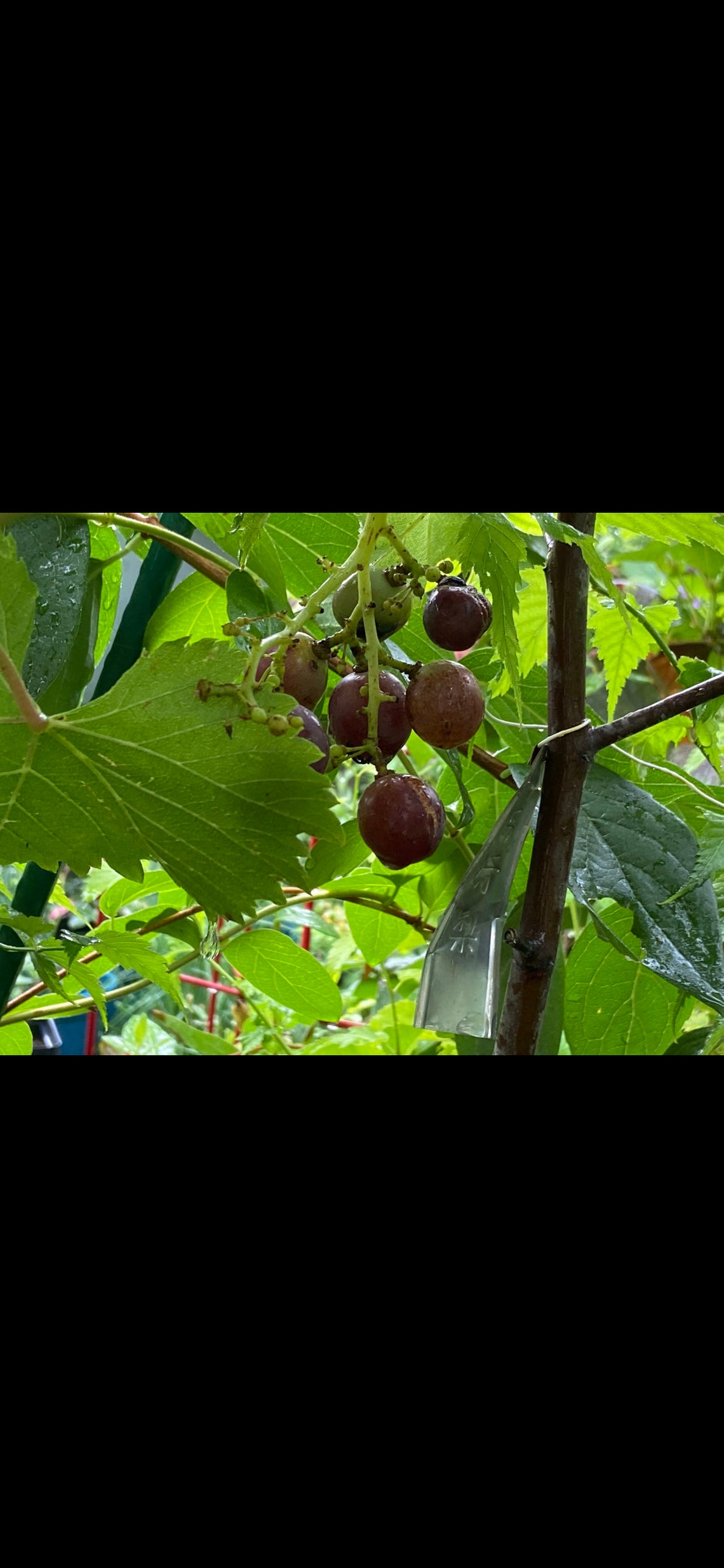 Kyoho Grape 巨峰葡萄 Growing in Bag - Etsy