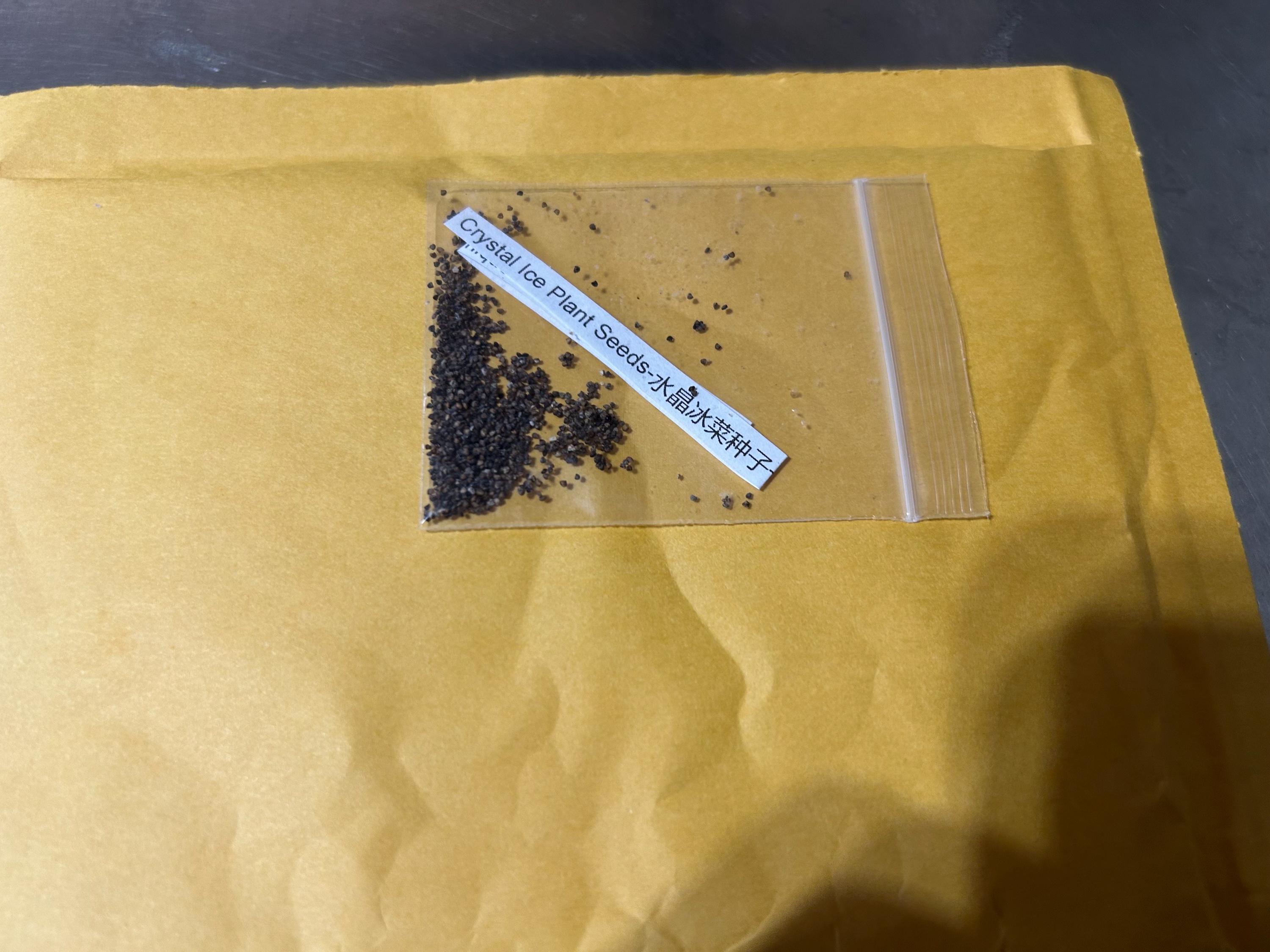 Crystal Ice Plant Seeds-水晶冰菜种子-hundreds of Tiny Seeds per Pack, Unique ...