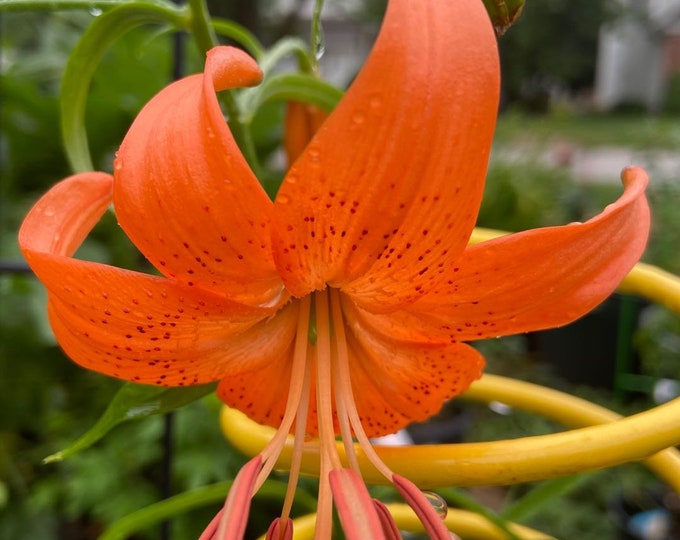 Freshly Harvested Lanzhou Lily Bulbs (兰州百合) - Organic Backyard Grown ...