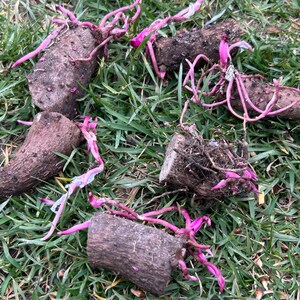 Purple Yam Tuber Sprouts 紫山药块茎苗 One Tuber Seedling-shipping With ...