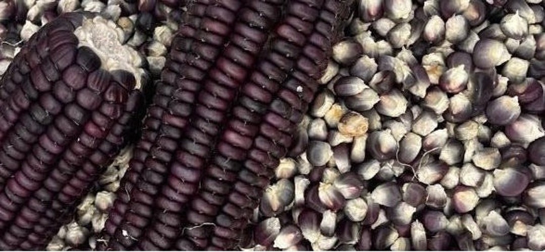 Black Organic Sticky Corn Seeds, 黑色有机糯玉米种子，30 Seeds - Etsy