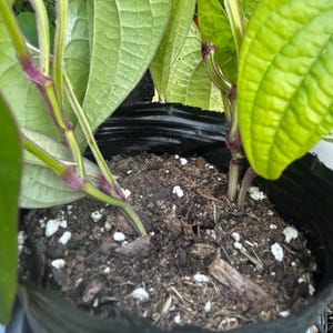 Purple Yam Tuber Sprouts 紫山药块茎苗 One Tuber Seedling-shipping With ...