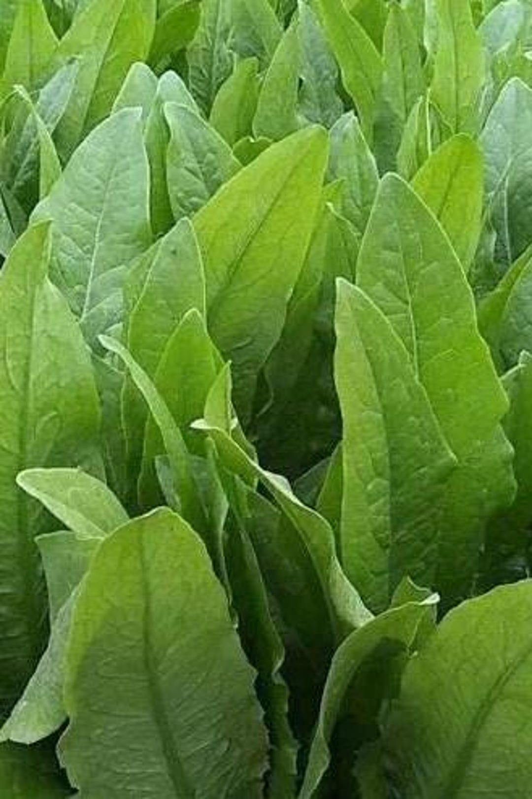 Hundreds of Stem Lettuce Seeds (lactuca Sativa Var. Angustana)/油麦菜 ...