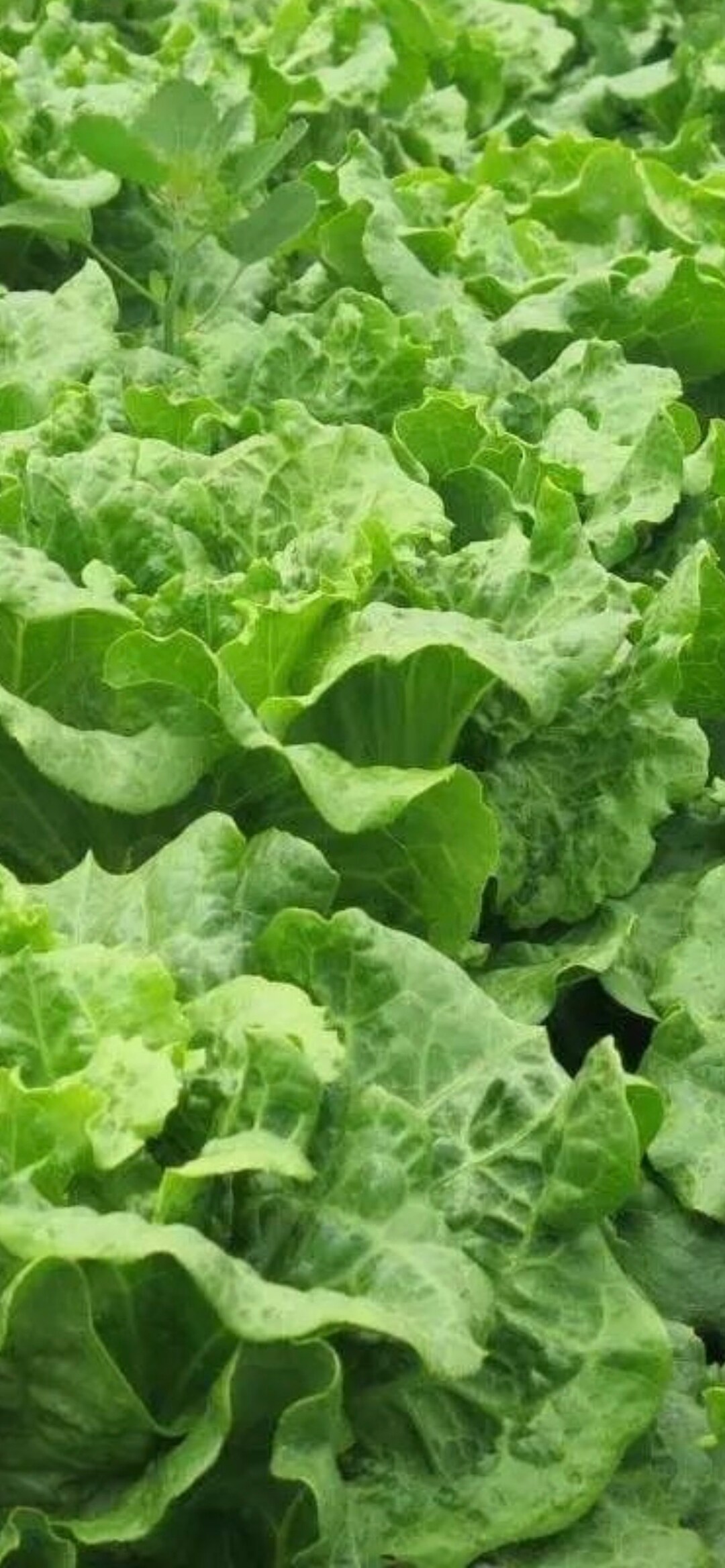 Italian Evergreen Romaine Lettuce Seeds - 意大利全年耐抽苔生菜-1000 Seeds per ...