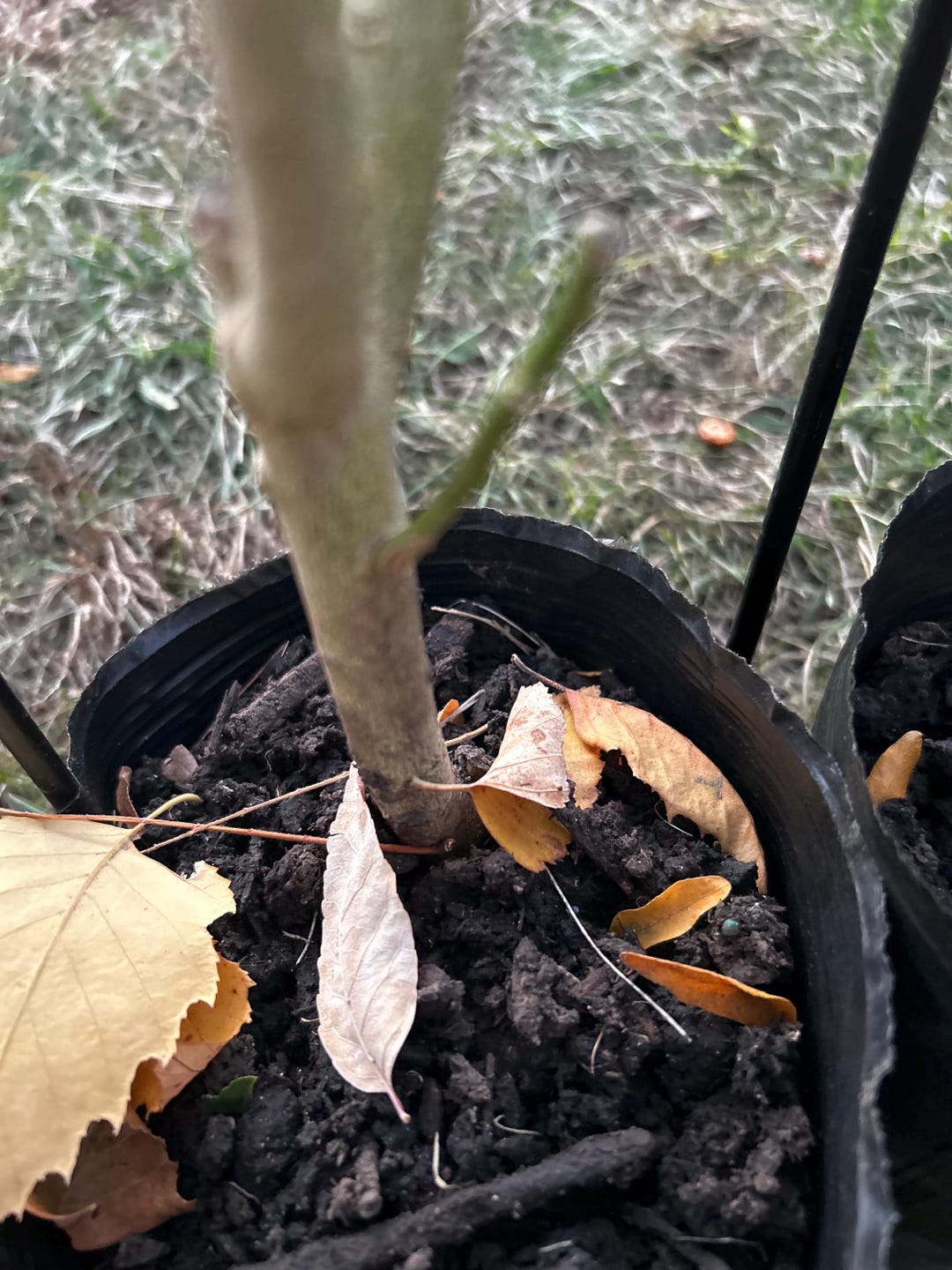 Buddha's Hand Citron Tree, 佛手柑, Living Plant, Approx. 1 Foot 7 Inches ...
