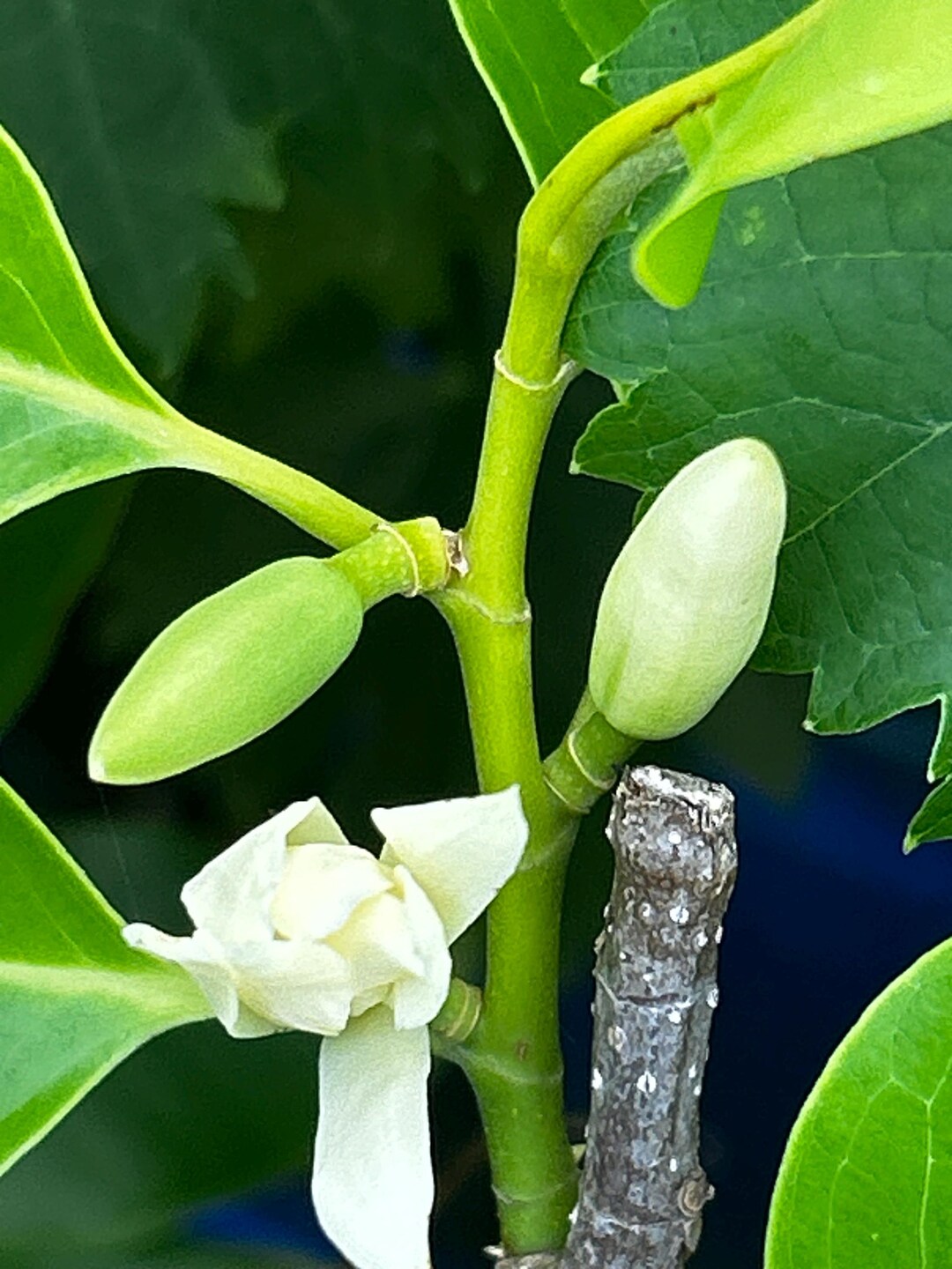 Grafted Magnolia Michelia Champaca Alba 白兰花 ,4-5cm Trunk, 3ft Tall ...