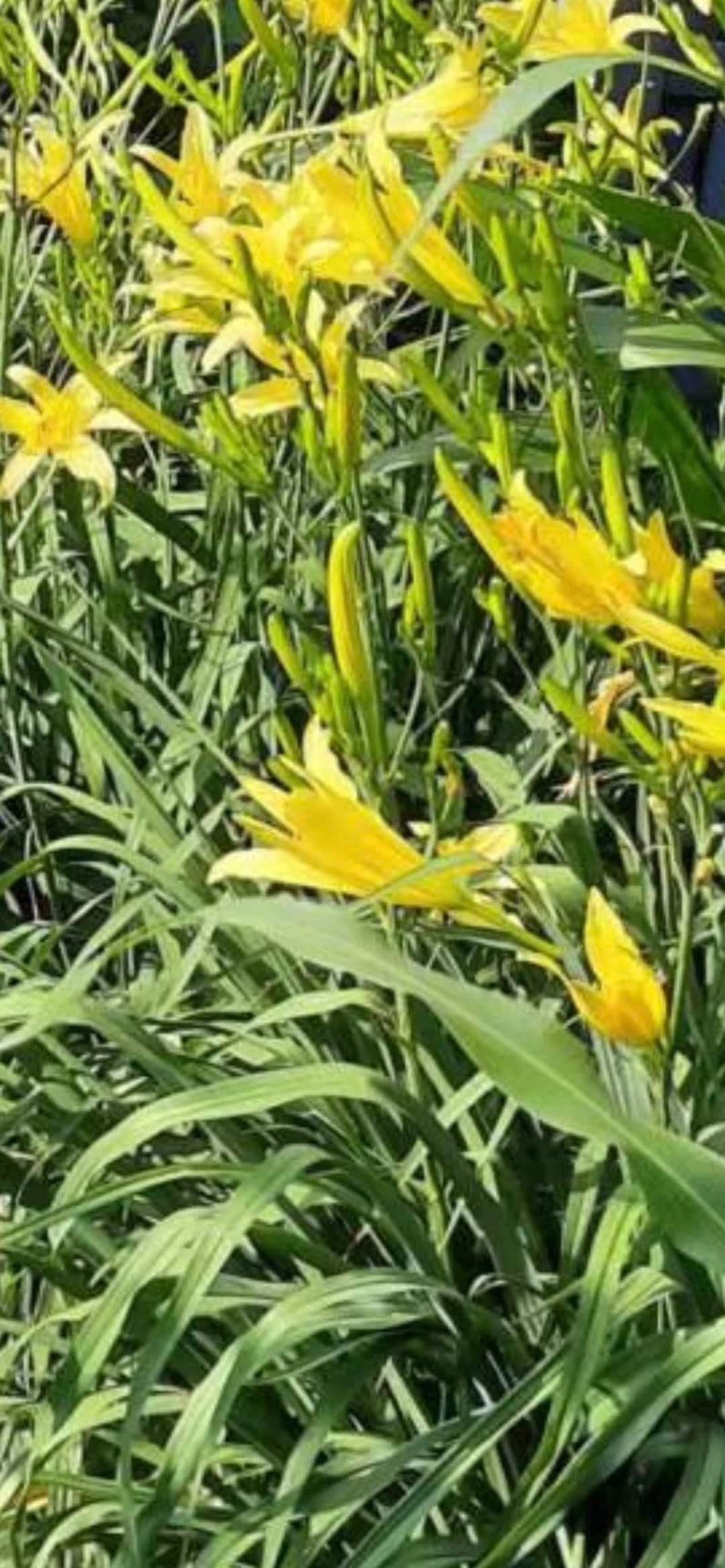 Edible Yellow Daylily Plant – Golden Needle Variety | Live Rooted in ...