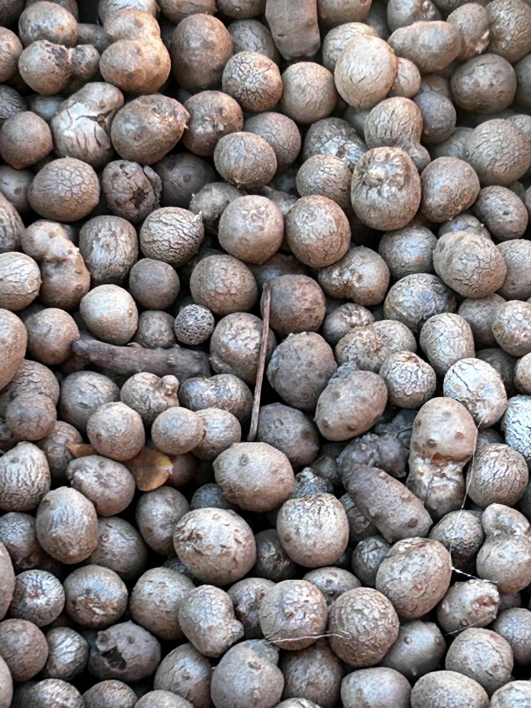 Chinese Yam Aerial Bulbils|山药豆 – Dioscorea Polystachya – Grow Your Own ...