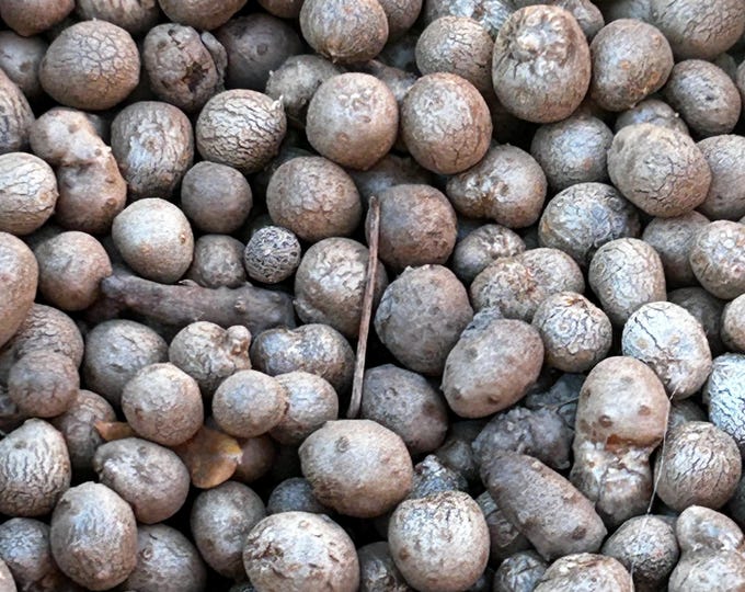 Chinese Yam Aerial Bulbils|山药豆 – Dioscorea Polystachya – Grow Your Own ...