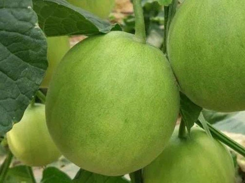 Japanese Sweet Melon Seeds｜日本甜宝香瓜 - 30 Seeds per Pack | High Sugar - Etsy