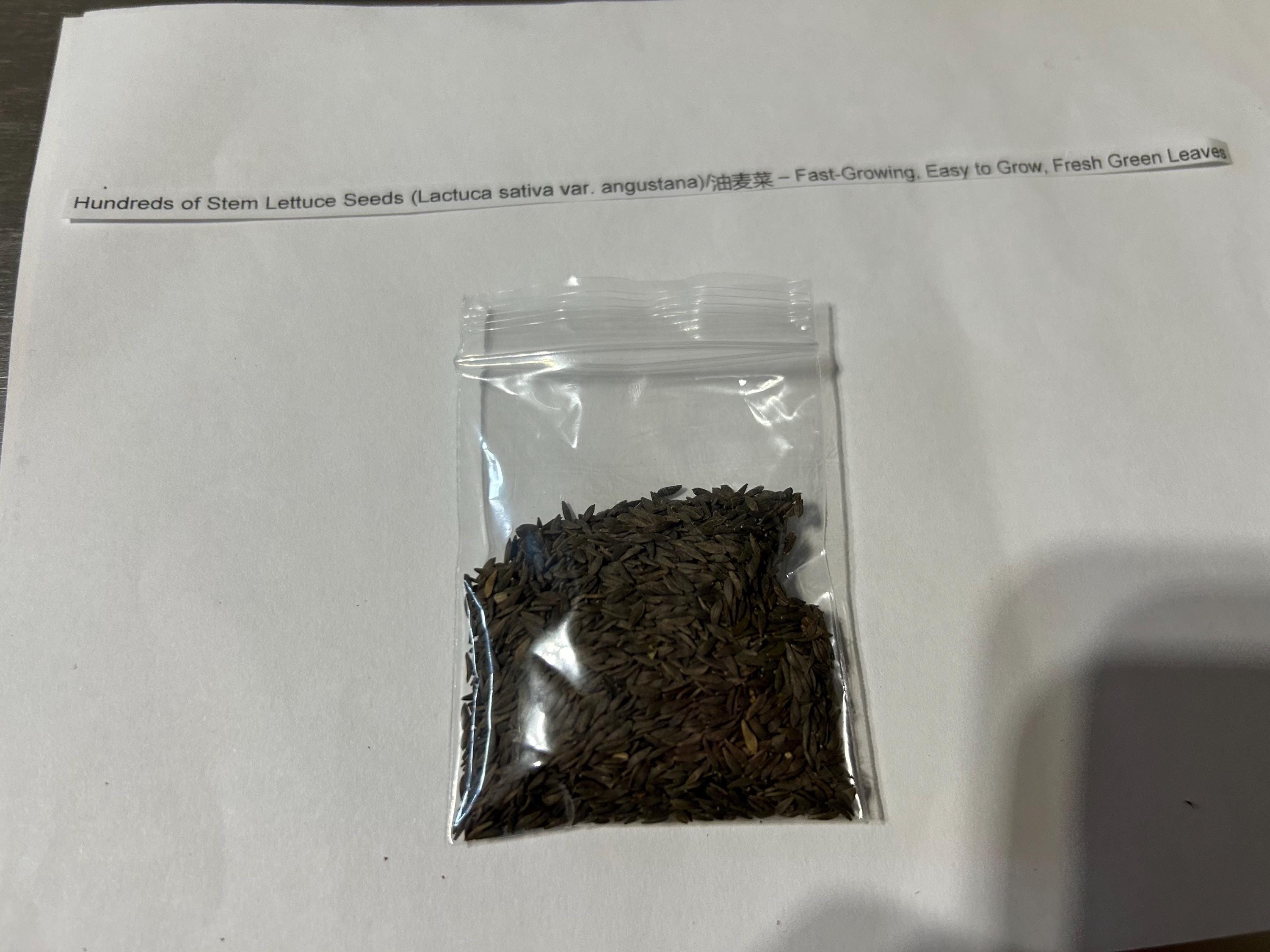 Hundreds of Stem Lettuce Seeds (lactuca Sativa Var. Angustana)/油麦菜 ...