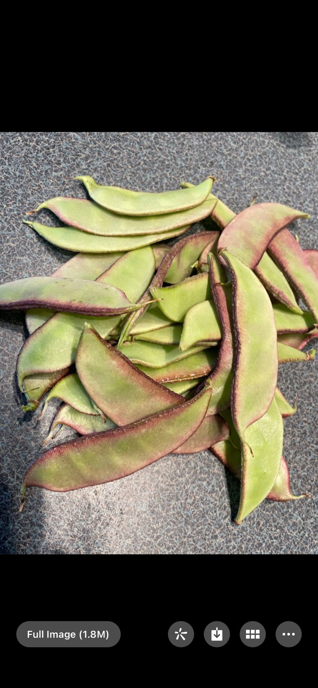 Certified Organic Asian Hyacinth Bean Seeds; Dolichos Lablab Bataw; a ...